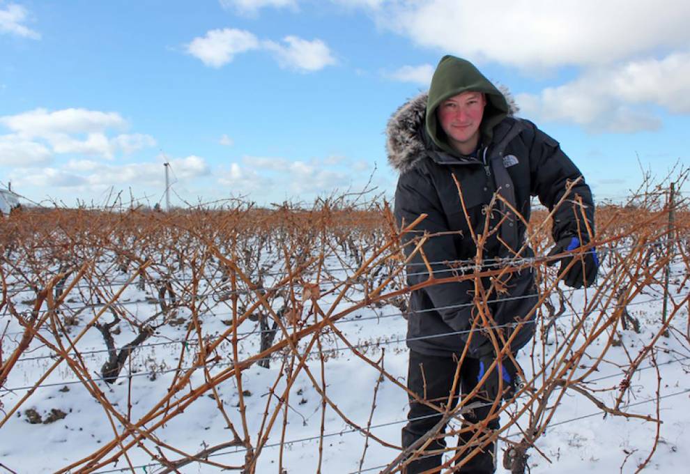Brock expert helps wine producers navigate climate extremes | The Grower